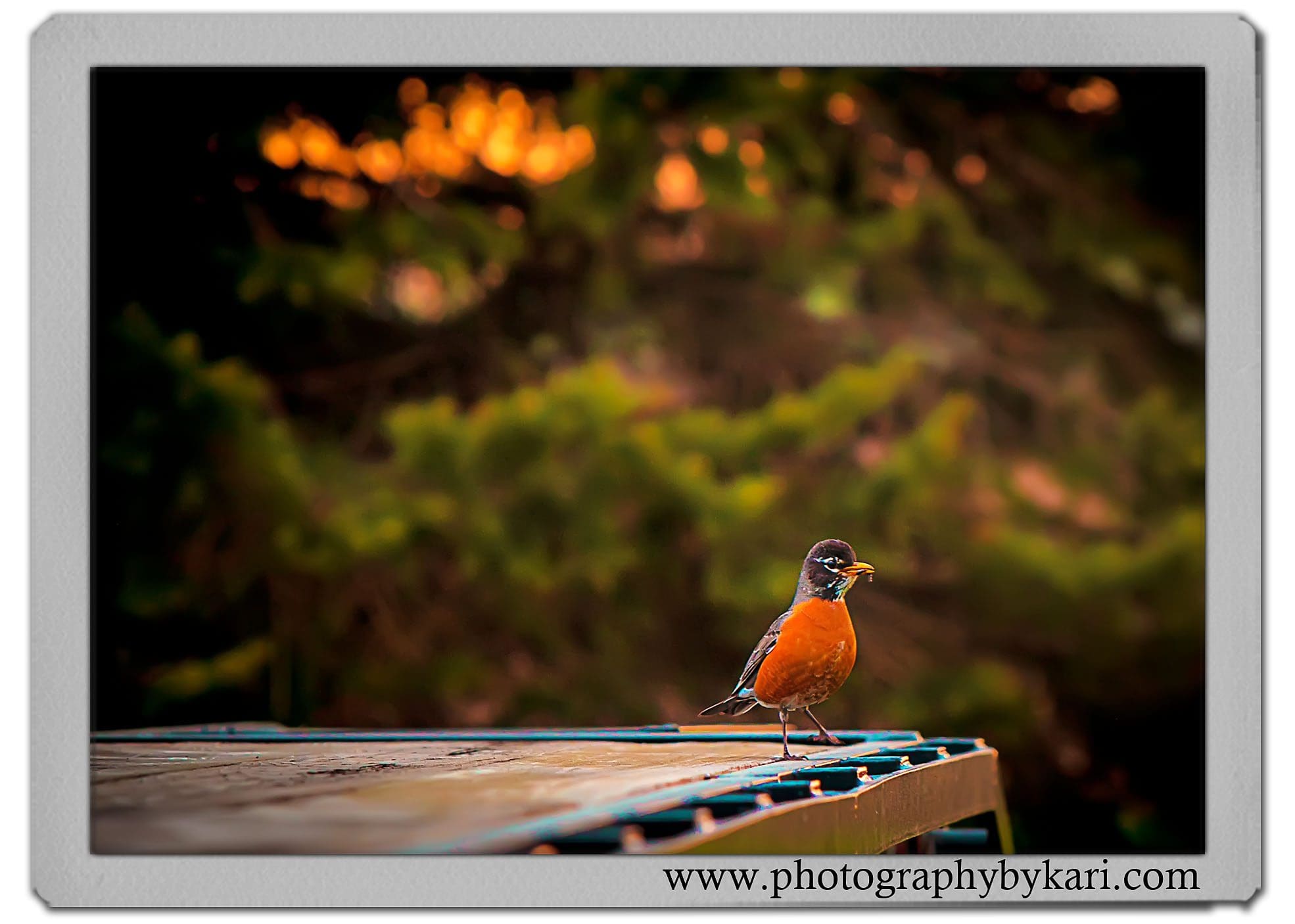 bird1 - Photography By Kari - Kari McGill - Southeast Minnesota ...