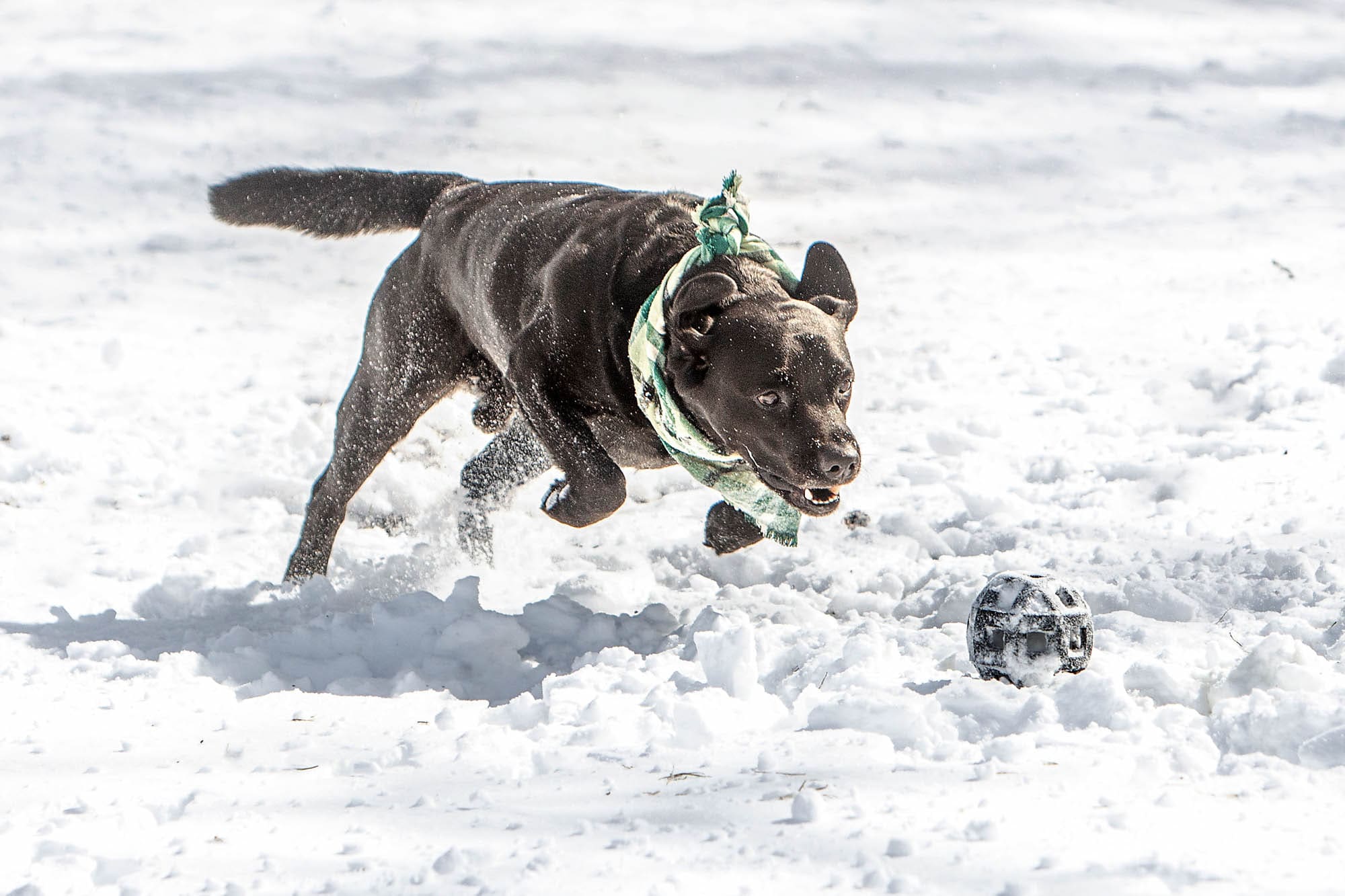 Snow Dog Portraits {SE MN Dog Portrait Photographer} - Photography By ...